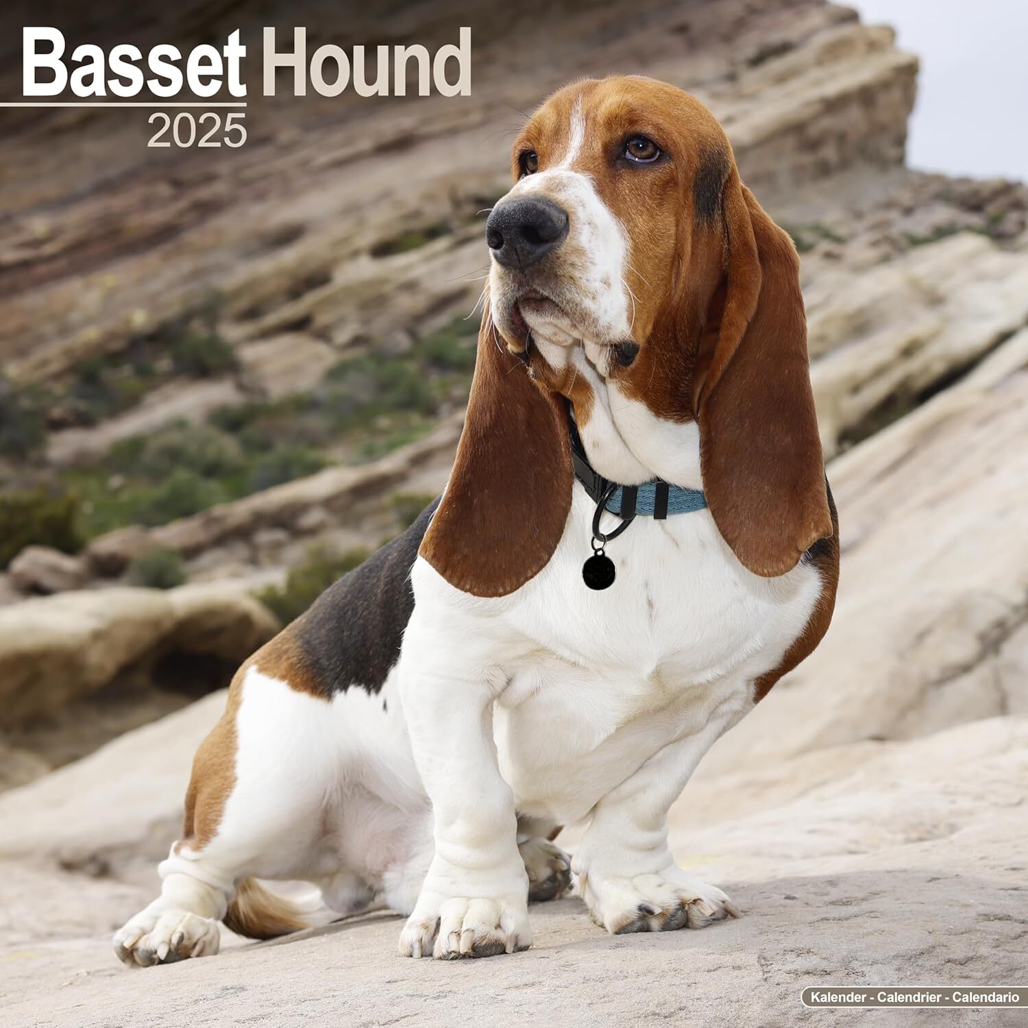 BASSET HOUND - 2025 CALENDAR - BRAND NEW - 603093 | eBay