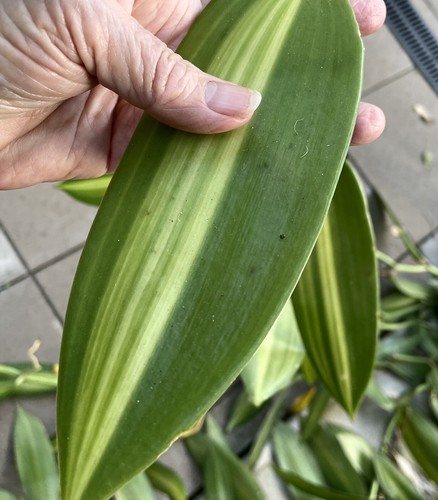 Orchid Rare * VARIEGATED VANILLA BEAN * 5 Node Cutting~See Video | eBay ...