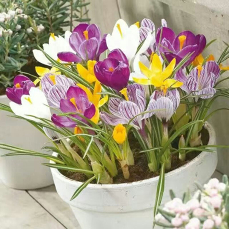 20 EXOTIC RARE CROCUS SEEDS for garden flower beds plant bush USA ...