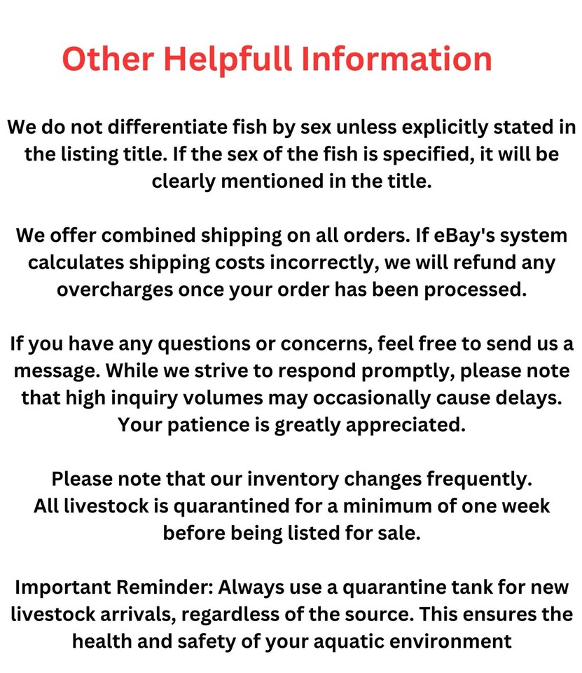 One Koi Butterfly Mayan Approx 3” | eBay