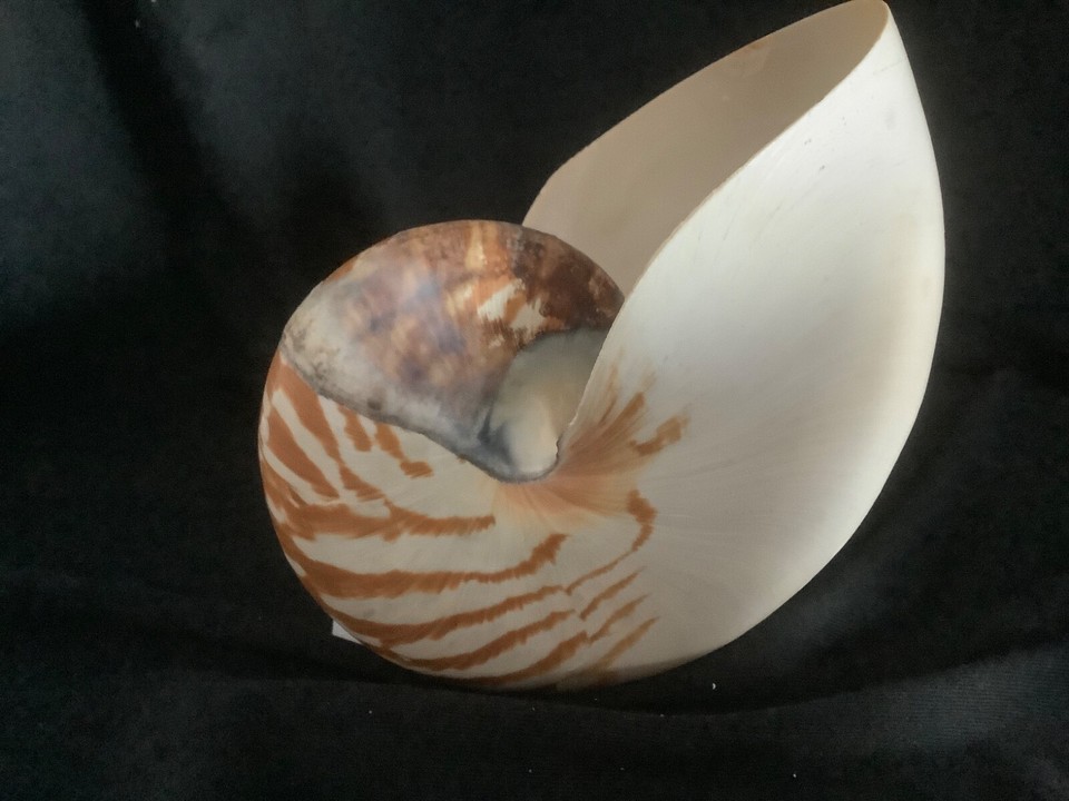 Nautilus Pompilius Seashell Stripe SEASHELL Tiger Coastal Natural Decor ...