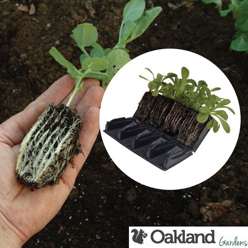 Haxnicks Deep Rootrainer Sets Root Trainer Books Cells Plug Plant Seed ...