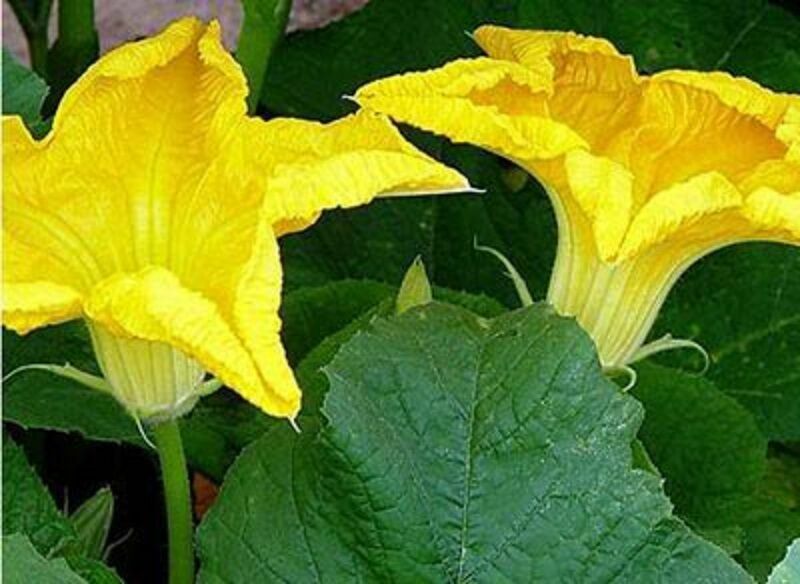 Loofah luffa Luffa Aegyptiaca Seed 50 Seeds | eBay Australia