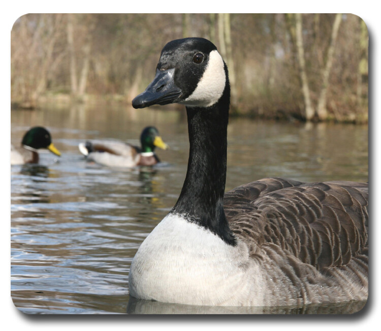 Canada Goose ~ Mousepad / PC Mouse Pad ~ Gifts Hunter Hunting Outdoors ...