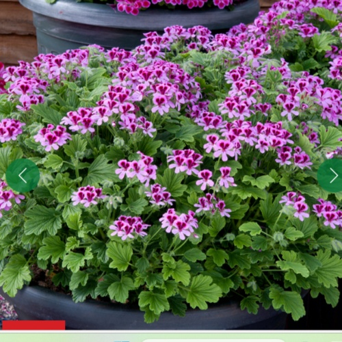Scented Pelargonium Geranium Plant Orange Fizz 2 x 1 Litre Pot Sensory ...