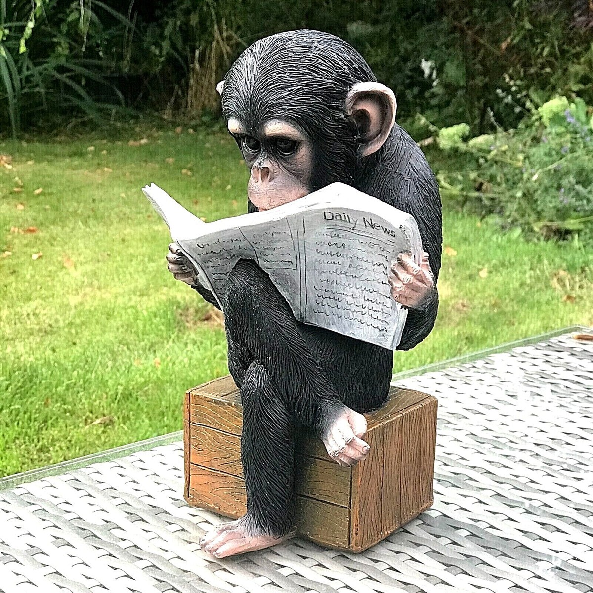 Monkey Reading Book