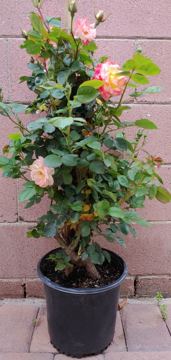 Josephs Coat Climbing Rose