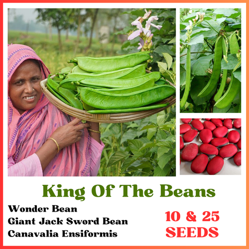 Wonder Bean Seeds Giant Jack Sword Canavalia ensiformis Awara Seeds Sri ...