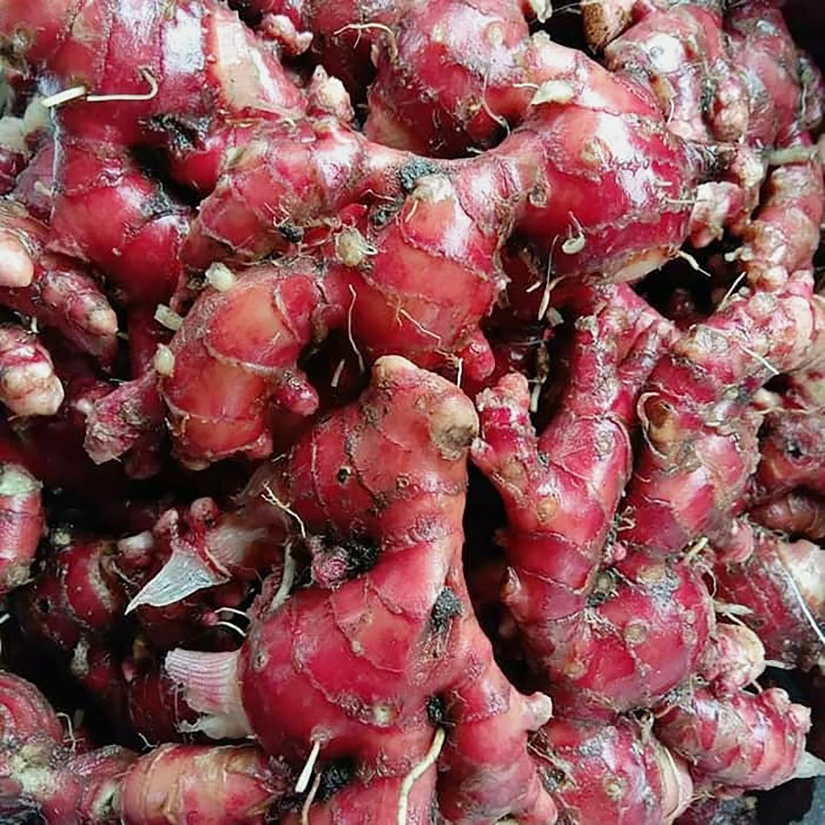 Red Ginger Root