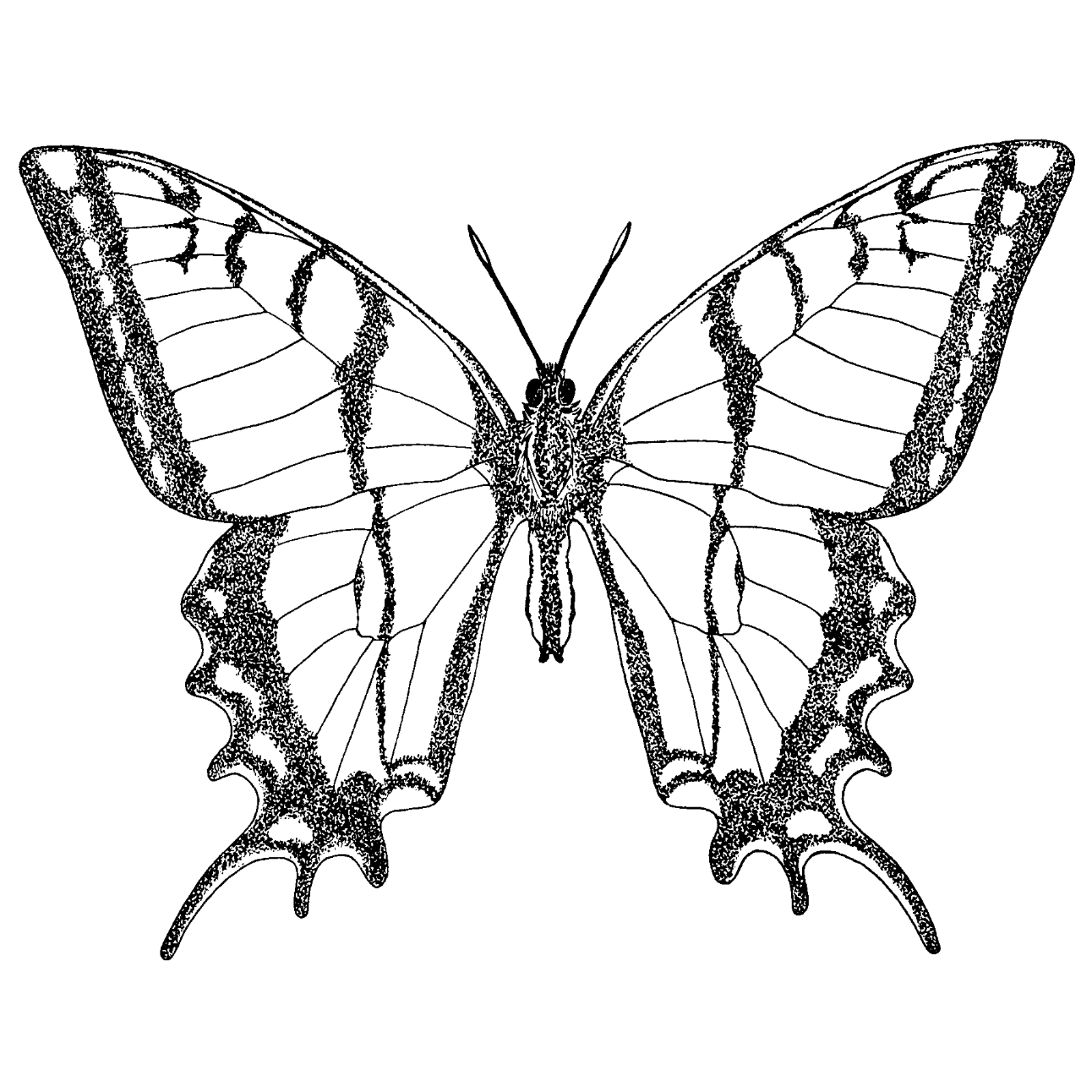 Swallowtail Butterfly Line Drawing