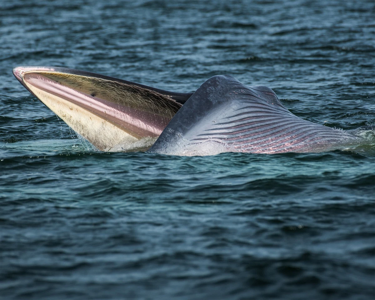 Blue Whale Eating Fish