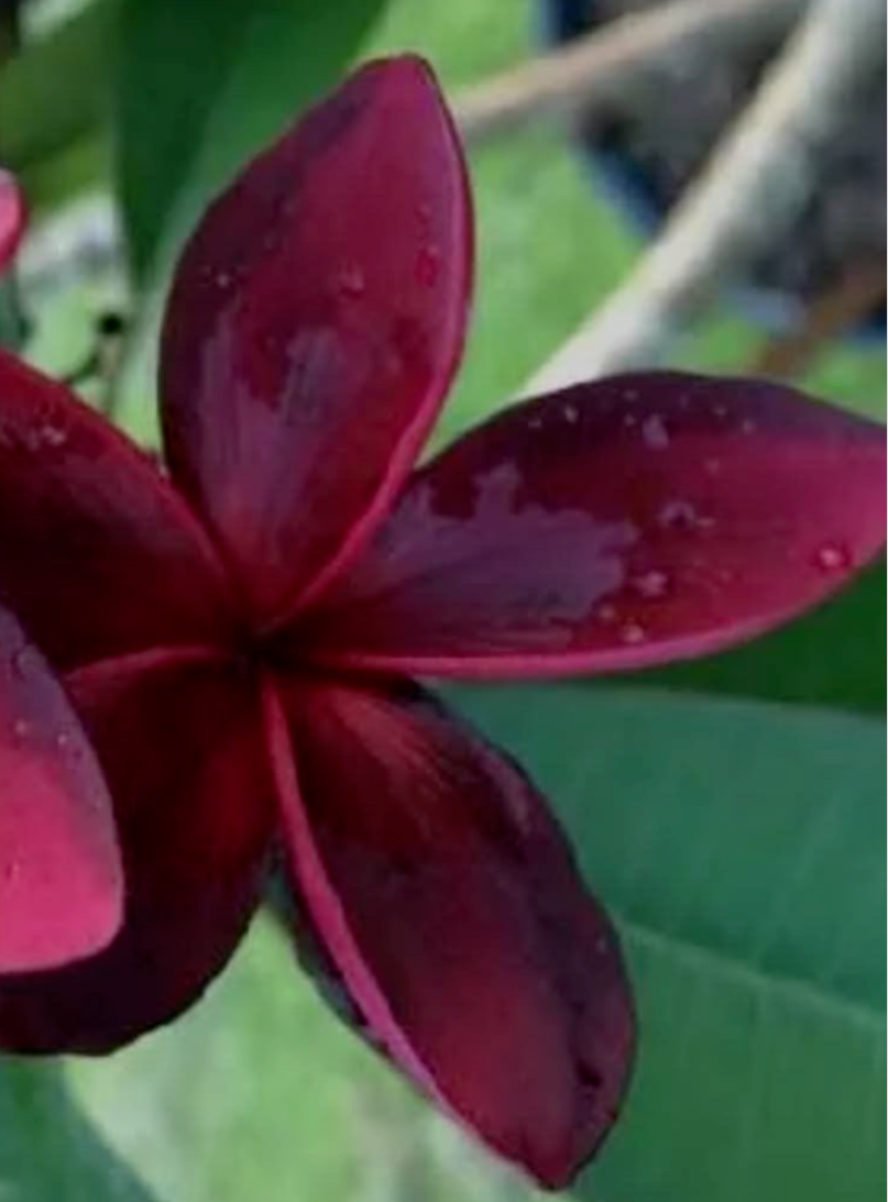 1 x 35cm. Dark Blood Red Frangipani Rooted Cutting. 3 Tips. | eBay