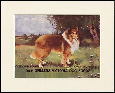 ROUGH COLLIE LOVELY DOG FOOD ADVERT PRINT MOUNTED READY TO FRAME | eBay