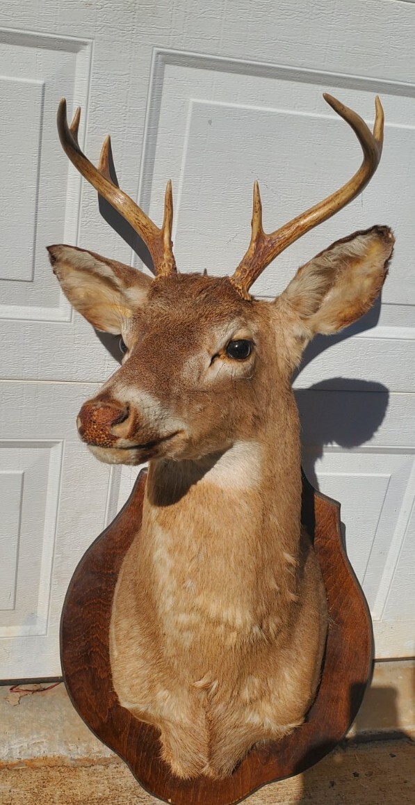 Monster Whitetail Deer Buck Head