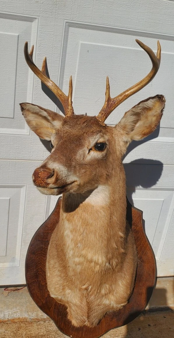 Deer Buck Head