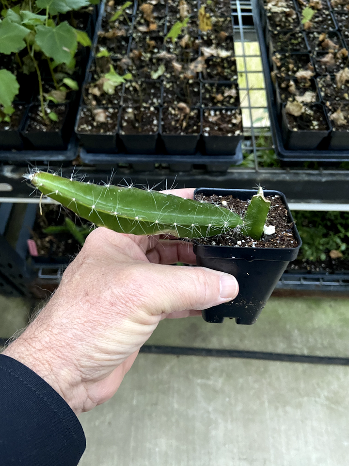 Dragon Fruit - 'Edgar's Baby - (HYLOCEREUS HYBRID) | eBay