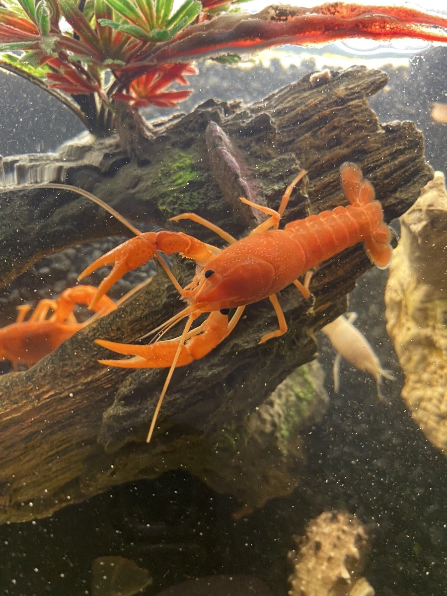 Red Crayfish Aquarium