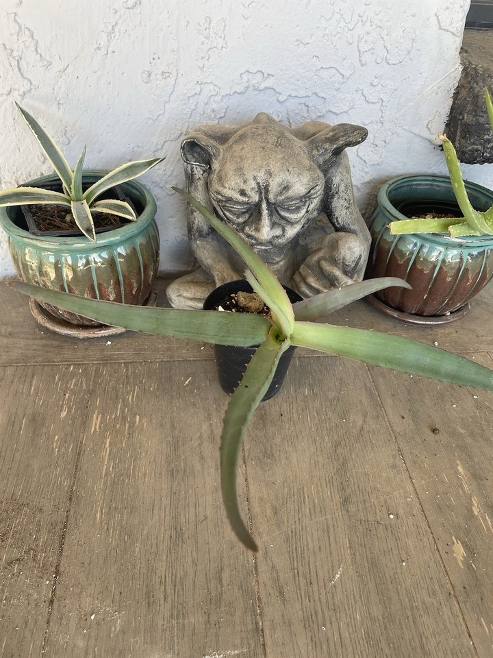 ALOE VANBALENII - rare OCTOPUS aloe seedling -- SEED GROWN!! | eBay