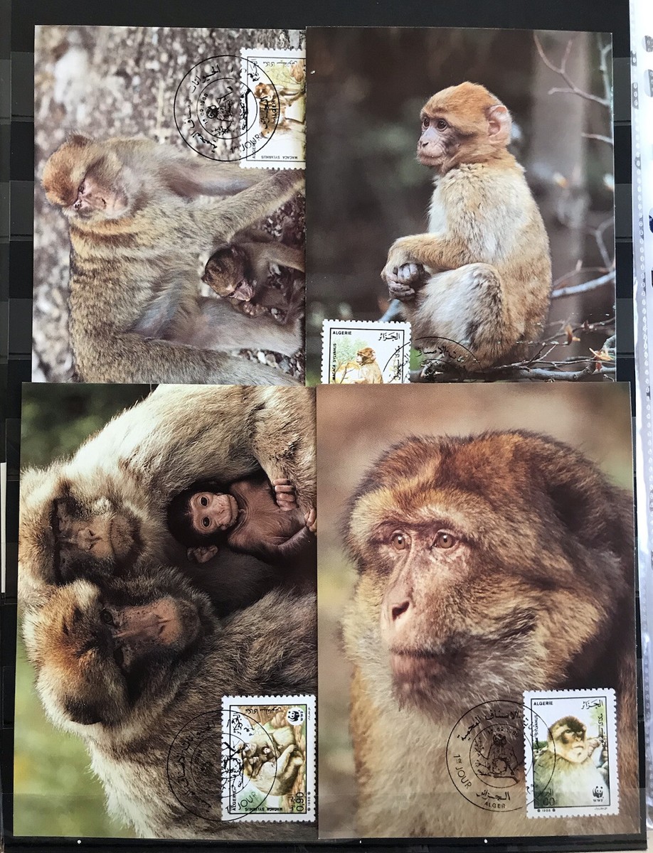 Wwf Animals WPNC | WWF The Tiger Who Came To Tea