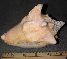 Conch Shells for sale | eBay