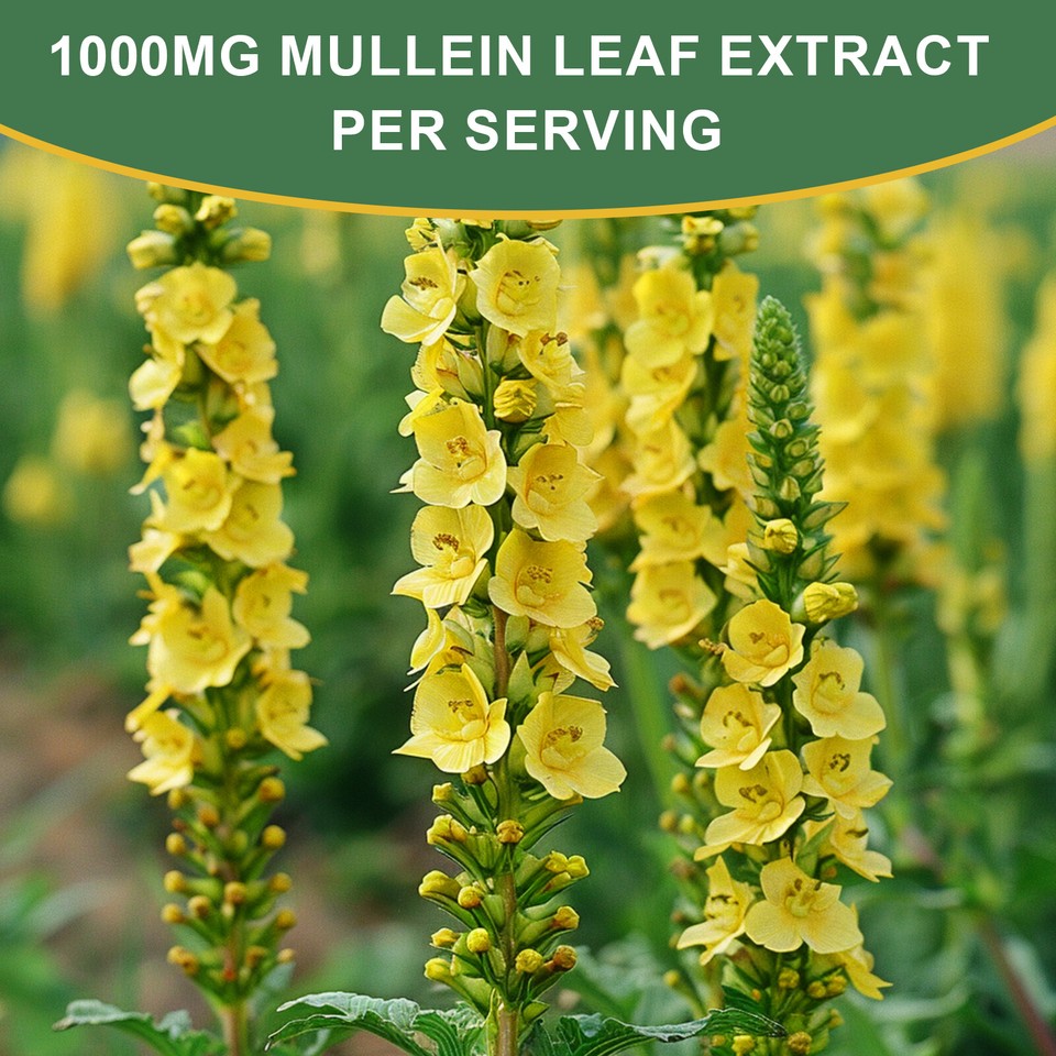 2 PACK Mullein Drops for Lungs, Detox and Cleanse Mullein Extract ...