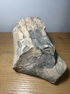 Huge Petrified Dinosaur Bone From Utah, Old Stock. 10.5 Lbs | eBay