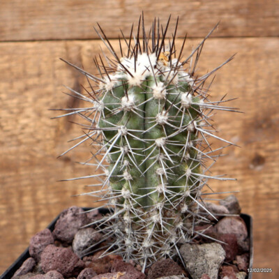 D3715 COPIAPOA LONGISPINA pot12-H14-W6 cm MaMa Cactus | eBay