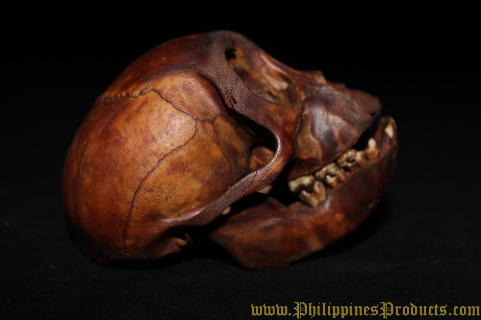 REAL Monkey Skull Macaca Fascicularis JUVENILE Tribal Trophy 1900's ...