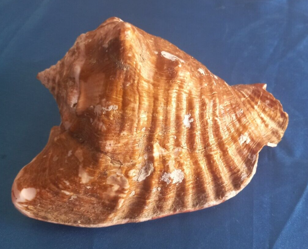 Peruvian musical instrument Pututo Andean culture | eBay