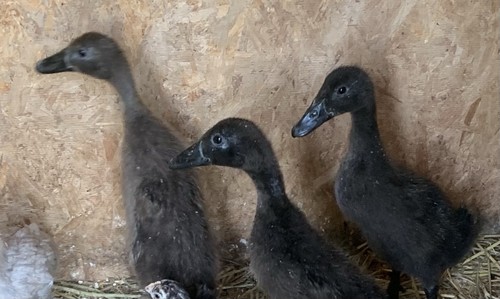 18 + Pure Black & Pure Chocolate Fertile Indian Runner Duck Eggs | eBay