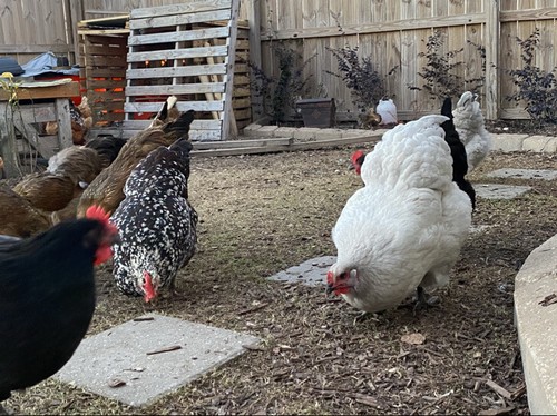 12 BYM Chicken Hatching Eggs Ameraucana Orpington Wyandotte Maran ...