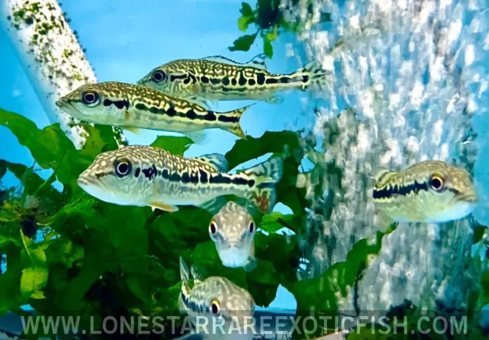 Snakeskin Peacock Bass / Cichla sp. (Pinima x Intermedia Hybrid) - Live ...