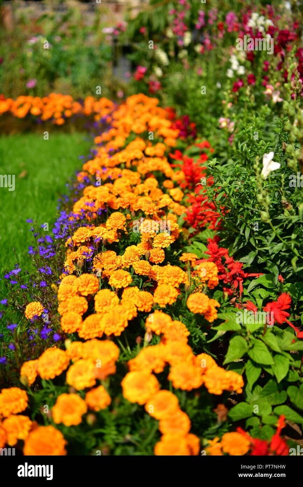 Best Super Iron Plant Food 9-9-9 PRO Fertilizer fix chlorotic alkaline ...