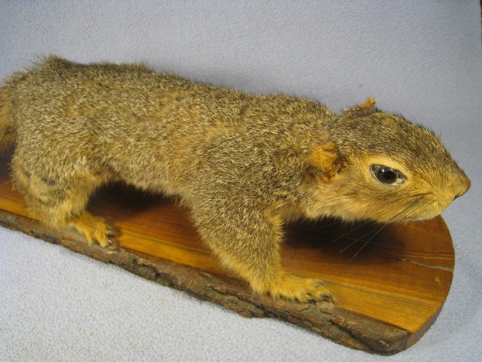 Vintage Fox Squirrel Mount on Wood 20" Long | eBay