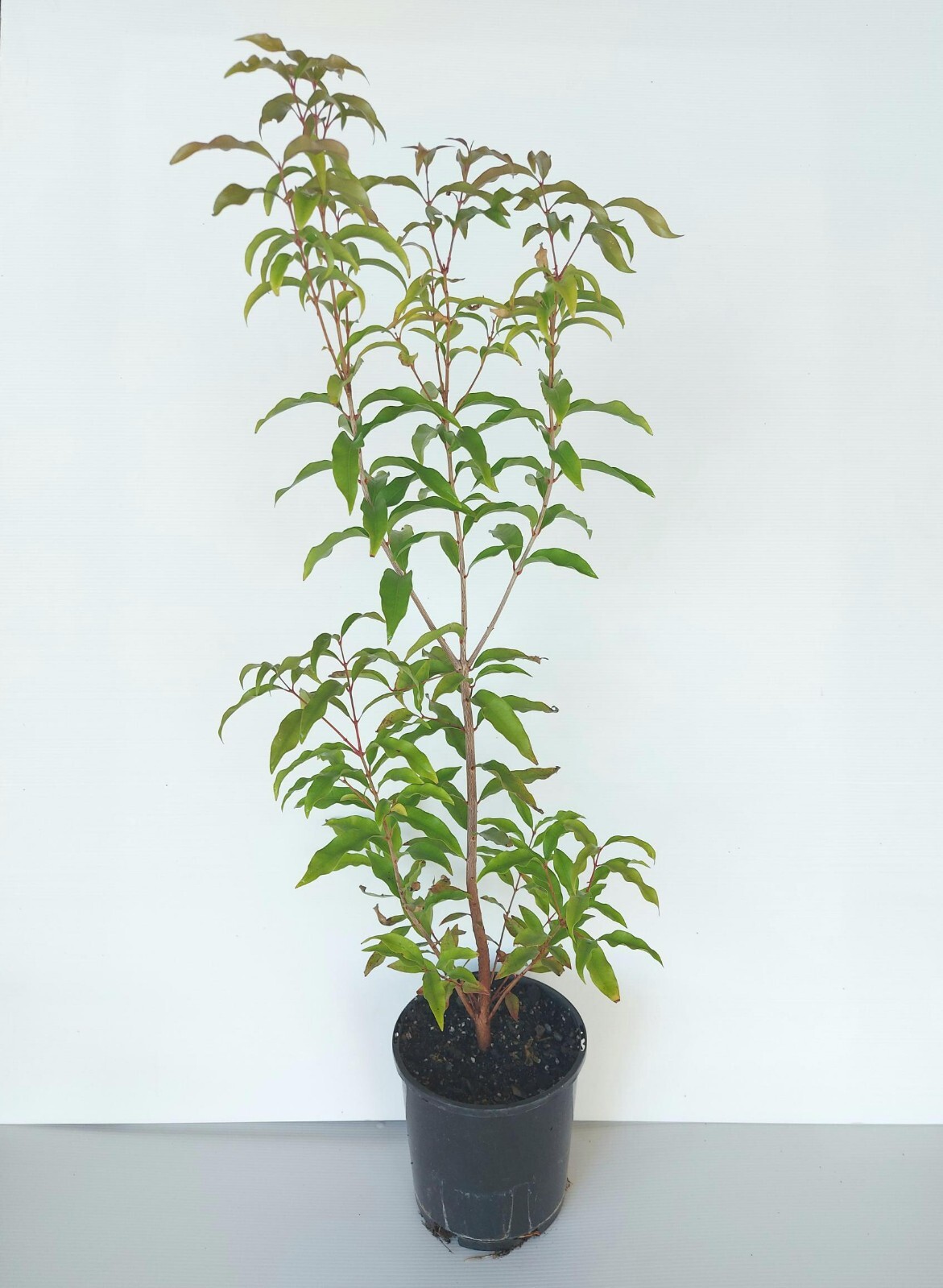 RARE-NATIVE ANISEED MYRTLE PLANT-SYZYGIUM ANISATUM-FRUIT TREE-BUSH ...