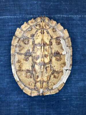 Vintage Turtle Shell | eBay