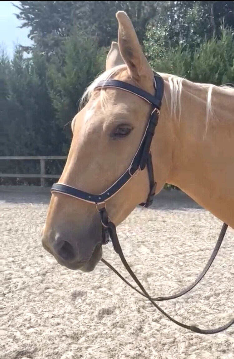 ANATOMICAL SNAFFLE BRIDLE BITTED/BITLESS PADDED POLL RELIEF BLACK ...
