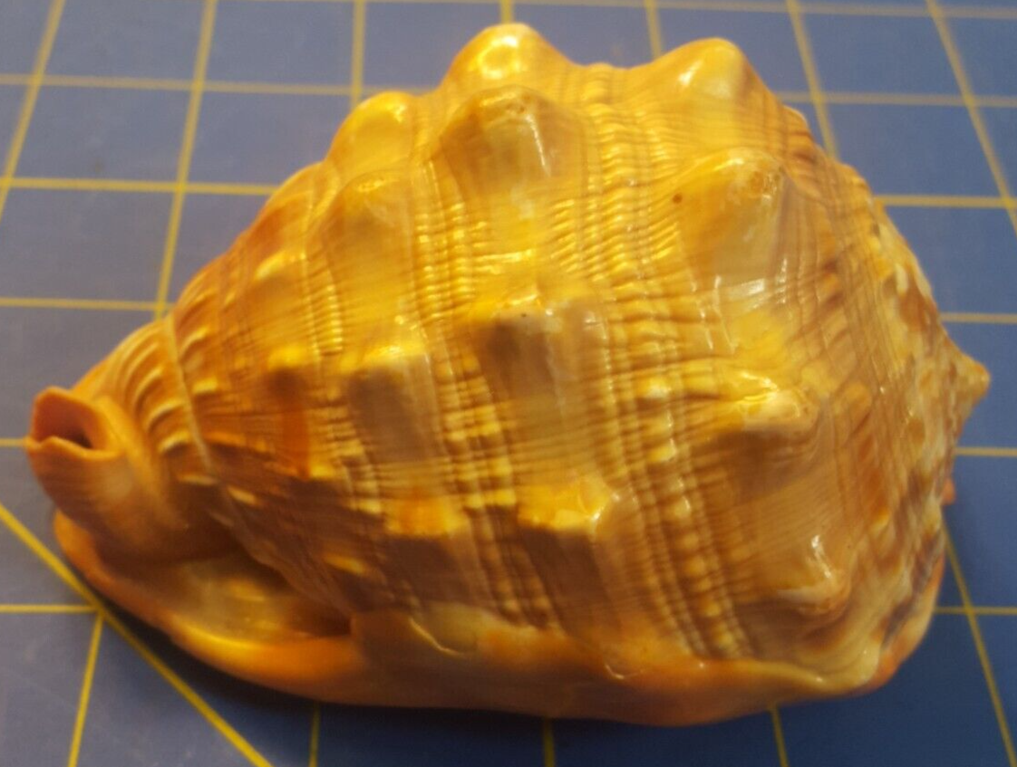 HORNED HELMET BULL MOUTH CONCH TIGER STRIPED SHELL SEASHELL | eBay
