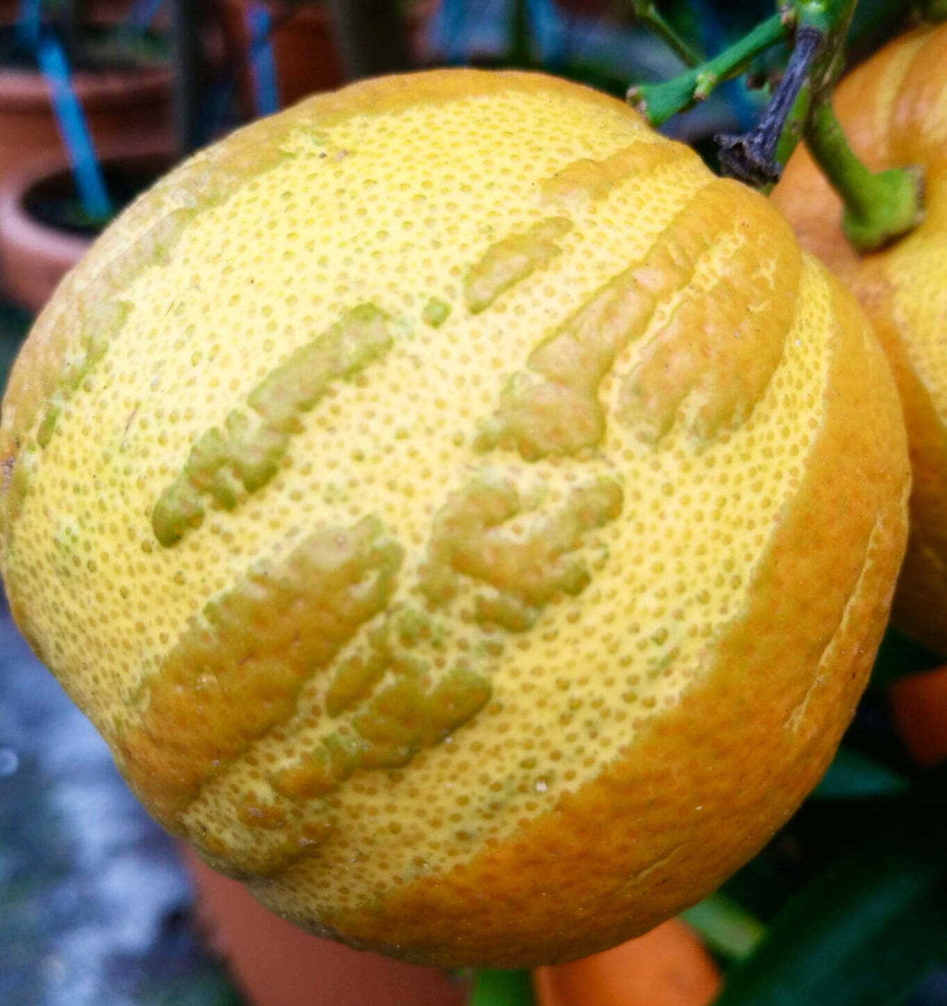 Citrus aurantium VIRGATUM (also know as Bitter Swiss ORANGE) 20-50cm ...