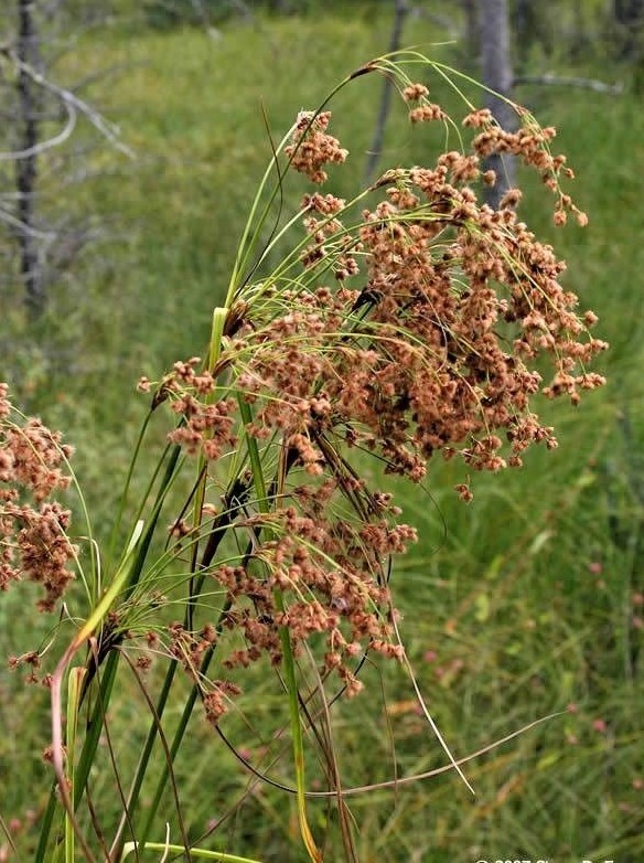 1000+WOOL GRASS Seeds Native Wildflower Marsh Wetlands Woolgrass Sedge ...