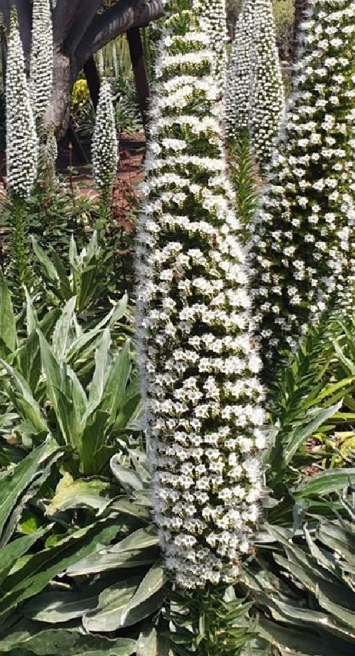 TAJINASTE blanco Gigante - echium cultivar- torre de joyas blancas 20 ...