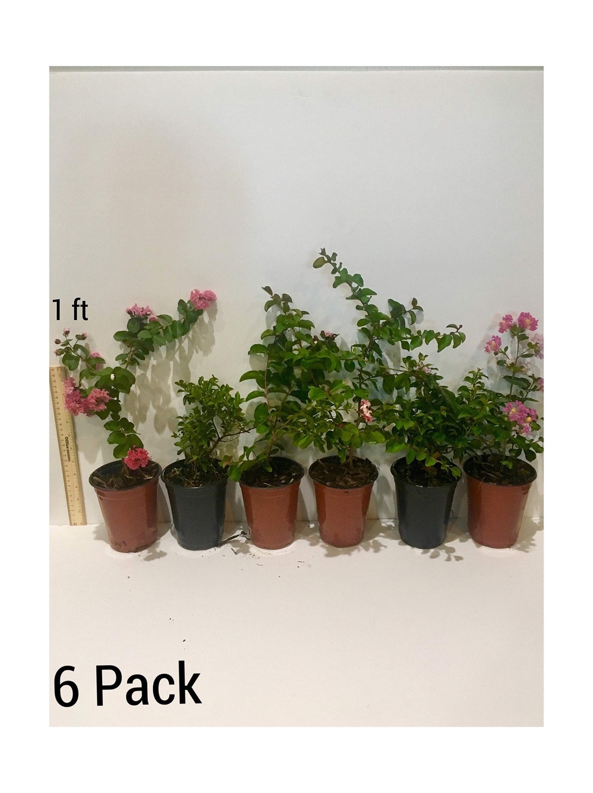 6 Pack - Red Flowering Crape Myrtle Trees - Lagerstroemia - Quart ...