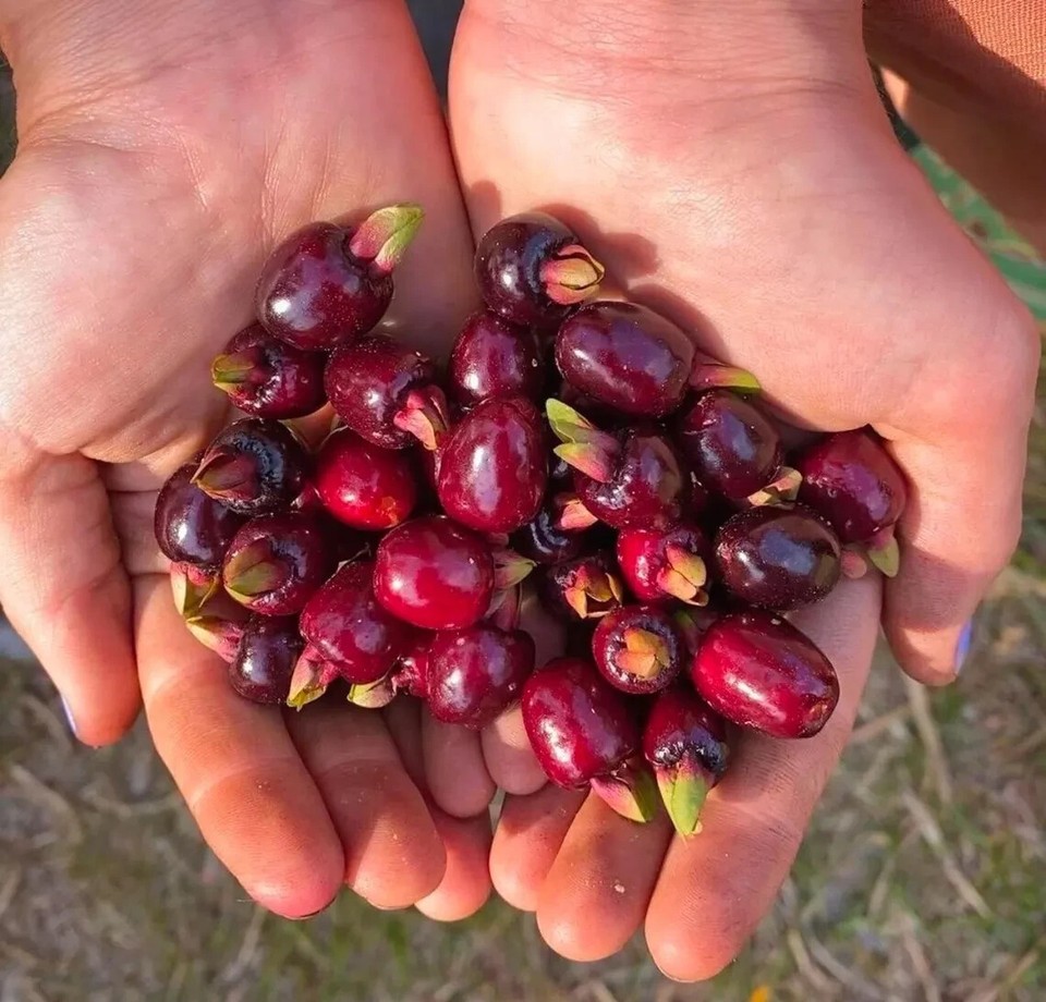 Cherry Rio Grande Tree (Eugenia Involucrata) – Sweet & Juicy Fruit, 10 ...