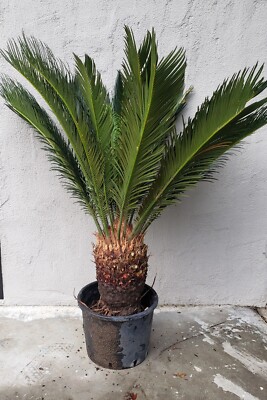 King Sago Palm Live Bare Root Plant Cycad Revoluta Large 10-12" Trunk ...