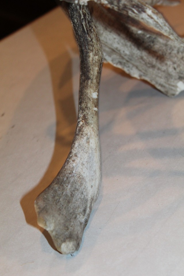 Droptine Drop Tine Whitetail Deer Shed Antler Mule Log Cabin Decor ...