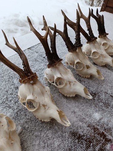 Set - 7 Roe Deer Roebuck Deer Skull Antlers Home Decor Nature Anatomy ...