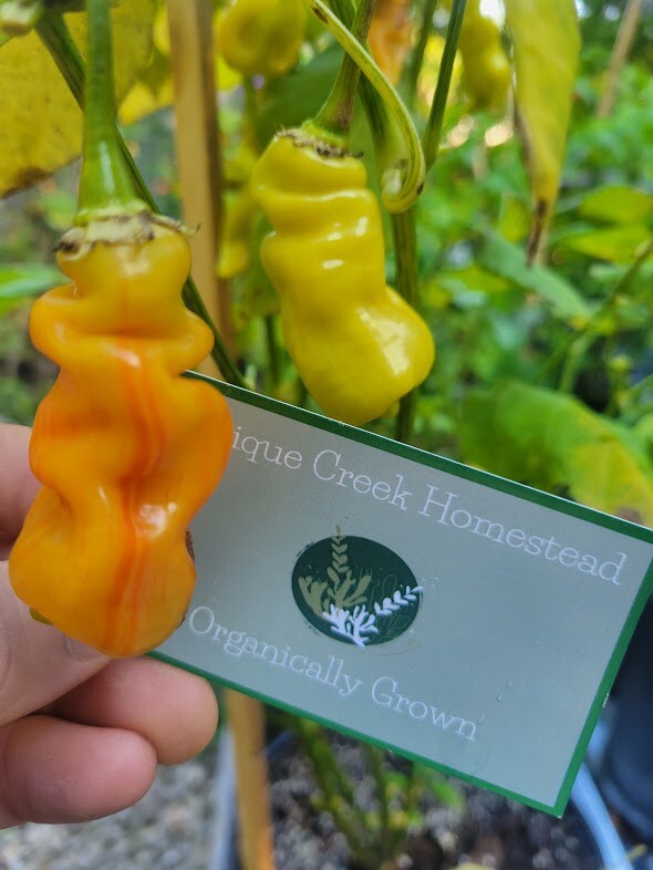 Sugar Rush STRIPEY Pepper 25-Seeds 25,000-50,000 Scoville Striped ...