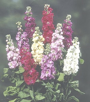Stock (Matthiola) Ten Week Dwarf Mix 2,000 seeds | eBay