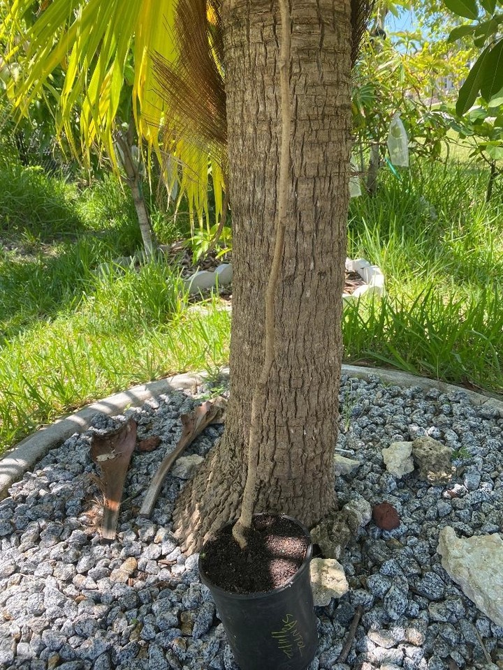 SUPER RARE SANTOL FRUIT TREE/KATUL/SAYAI (SANDORICUM KOETJAPE) | eBay