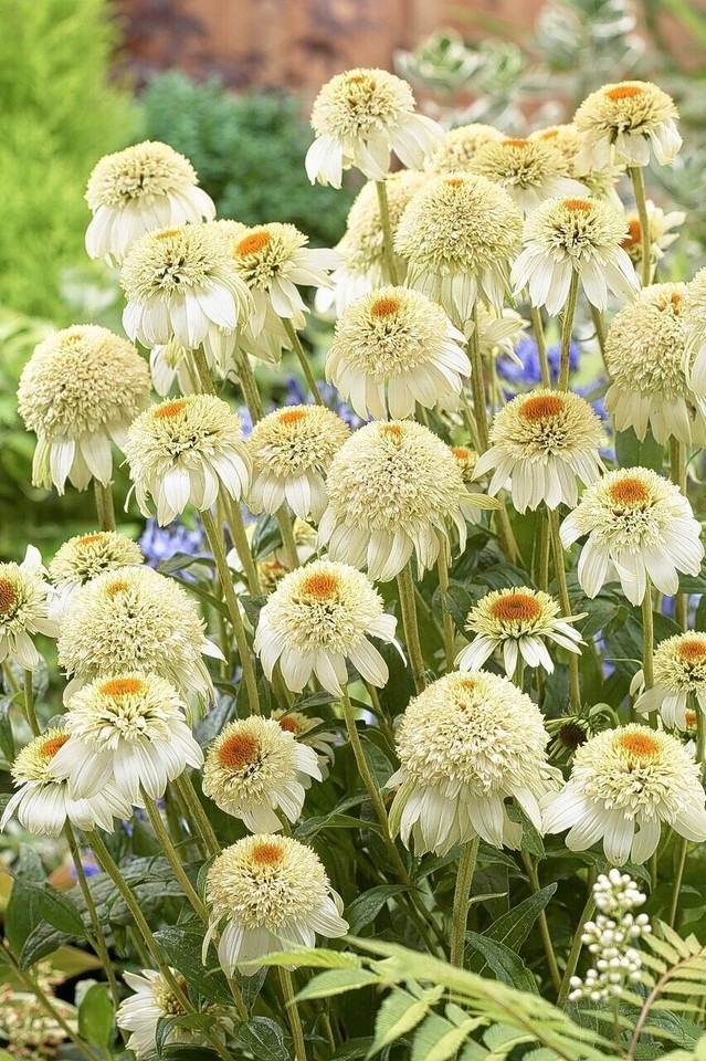 Echinacea purpurea 'Milkshake' Coneflower Hardy Perennial XXL Jumbo ...